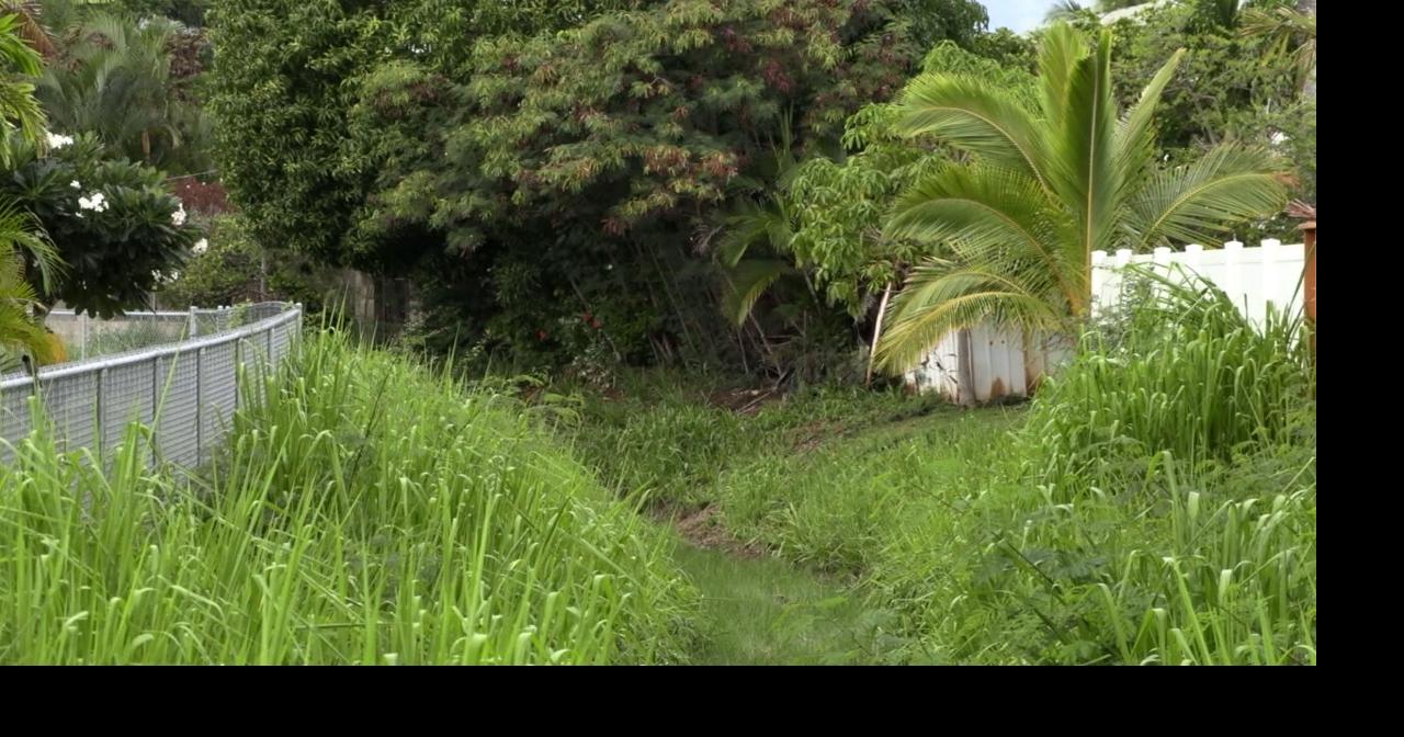 City addresses concerns over clogged canals in Kailua | Local | kitv.com