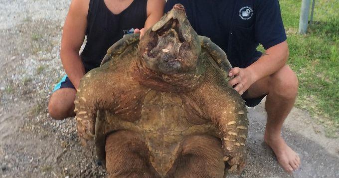 Three defendants plead guilty in federal case involving endangered ...