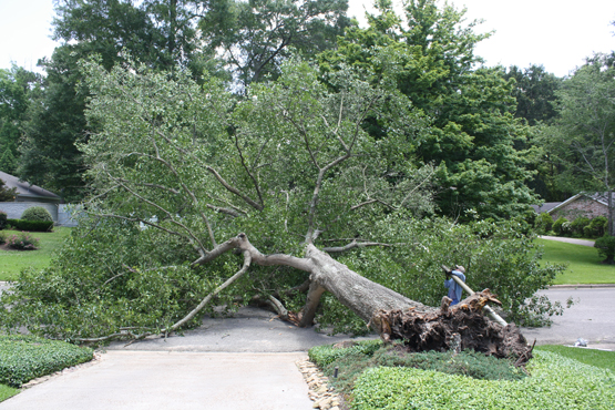 Large oak tree falls across west end street | Local News | kjas.com
