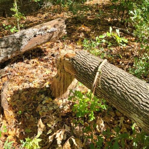 Beaver causes tree to fall across roadway | Local News | kjas.com