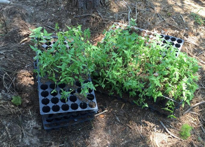 Photos of marijuana growing operations tell more of the story | Local ...