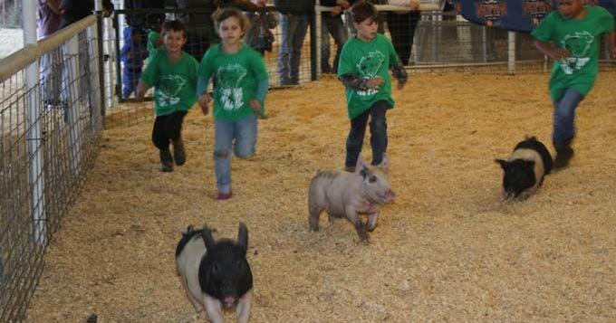 Who was squealing the loudest, the kids or the pigs? | Local News ...