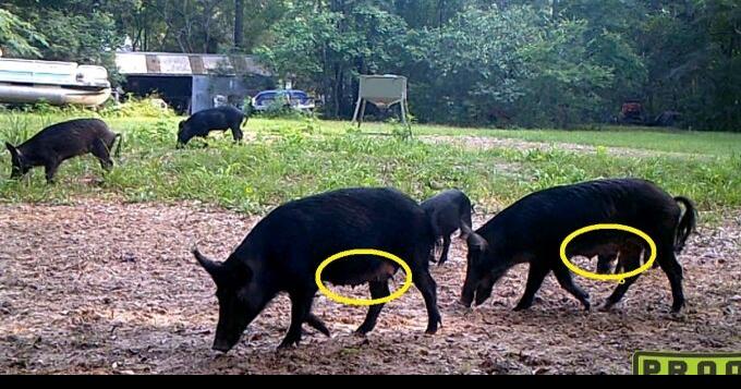 Wild Hogs 1 (680).jpg | | kjas.com