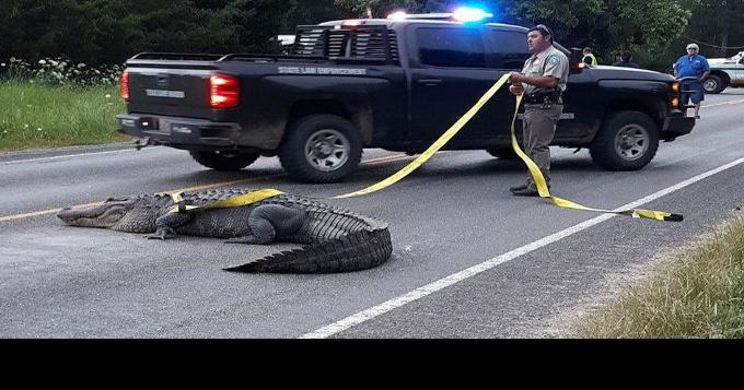 Failure to yield right-of-way, massive gator takes over a Polk County ...