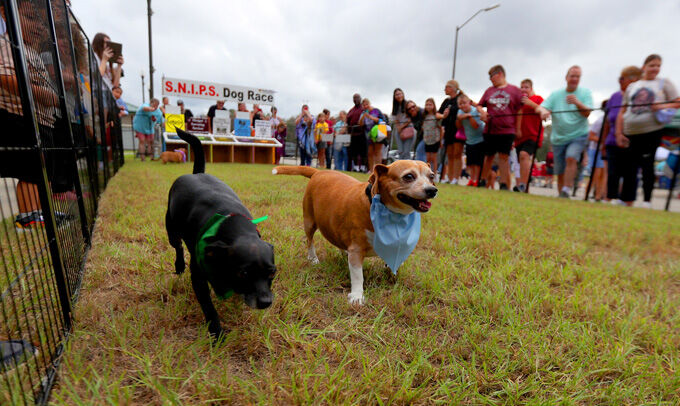 Popcorn, cotton candy, face painting and more....BUTTERFLIES AND WEENIE ...