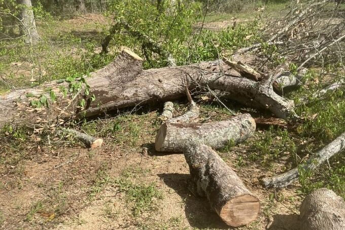 Man injured in a tree cutting incident has died, family needs financial ...