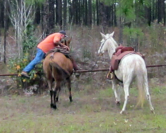 Woman injured after falling off a mule at a local park | Local News ...