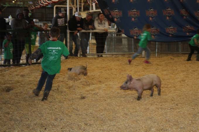 Who was squealing the loudest, the kids or the pigs? | Local News ...