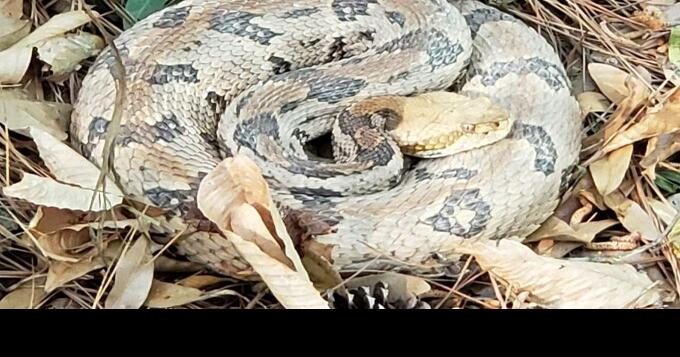 Snakes making their yearly springtime appearance | Local News | kjas.com