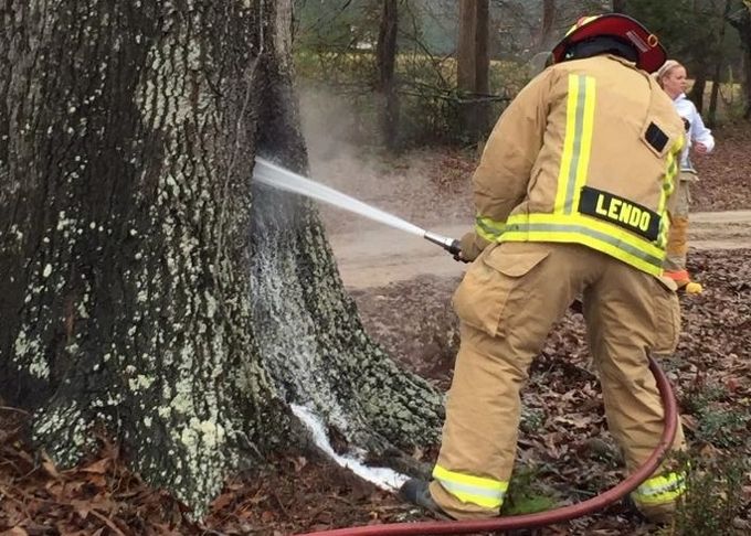 Old oak tree set on fire by juveniles with fireworks | Local News ...