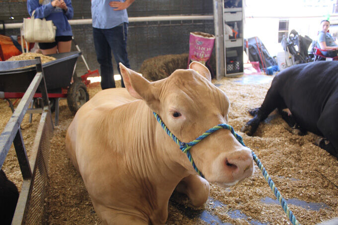 The Newton County Fair was up and running despite the recent rains ...