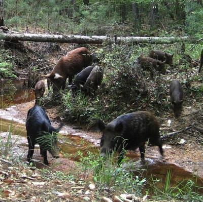 Big Thicket issuing 75 FREE hog trap permits while they last | Civic ...