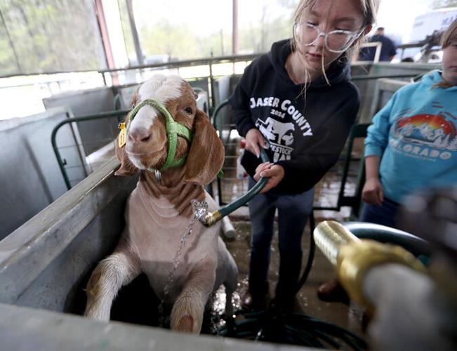 Jasper County Junior Livestock Show | Local News | kjas.com