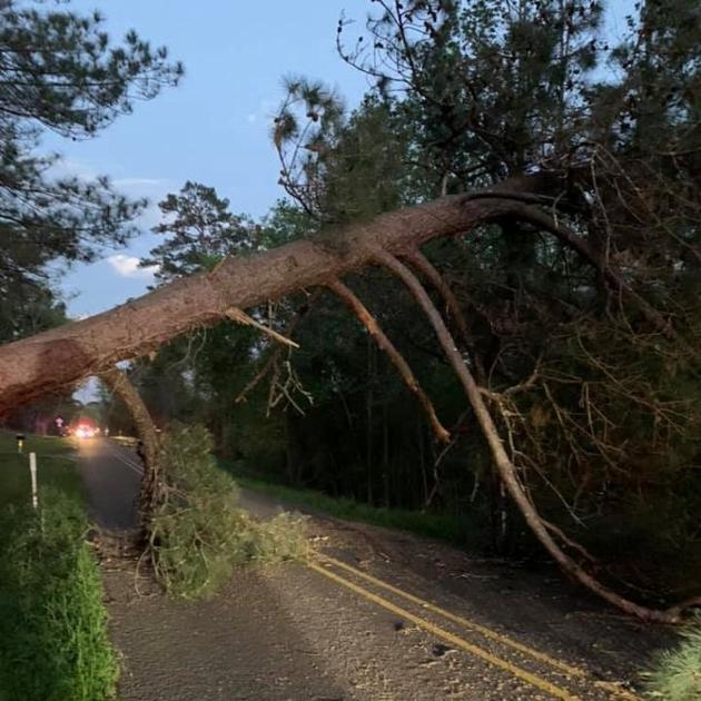 That was a big one! Crews clear fallen tree across highway | Local News ...