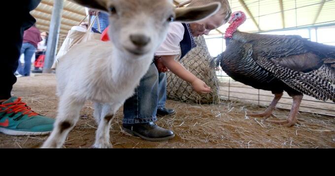 Record breaker for Handicapable Rodeo, children came from as far away ...