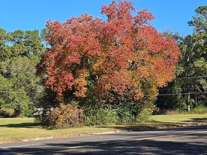A beautiful display of fall colors in the days before Thanksgiving ...