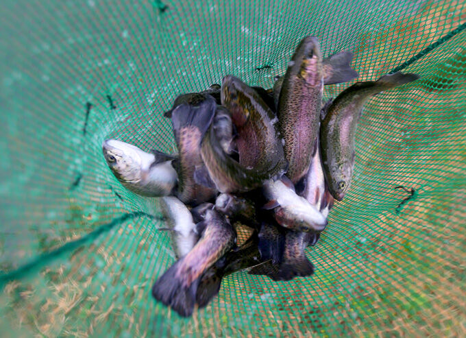 Sandy Creek Pond stocked with Rainbow Trout and ready for children to ...