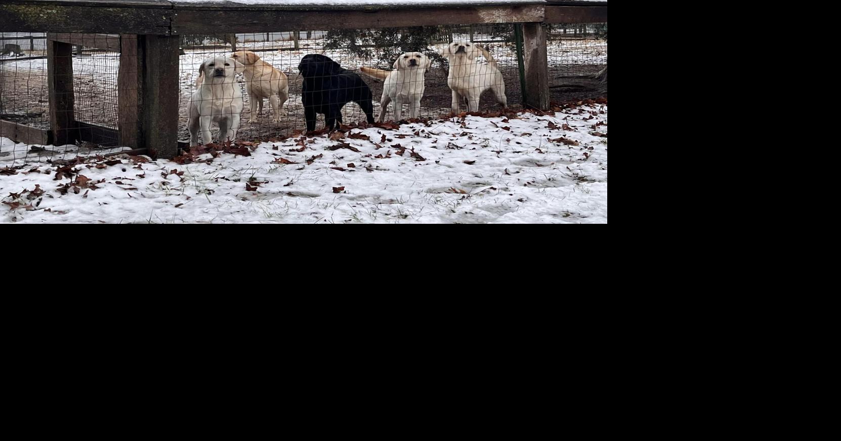 State wins judgement against Phelps County dog breeder, rescues 97 ...