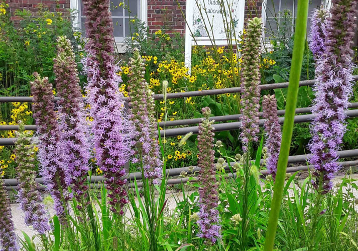 Three mid-Missouri "Gardens of Excellence" showcase benefits of native ...