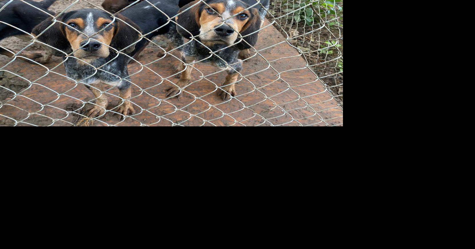 Twenty-two dogs rescued from unlicensed breeder near Hermann | Newsroom ...