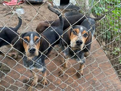 Twenty-two dogs rescued from unlicensed breeder near Hermann | Newsroom ...