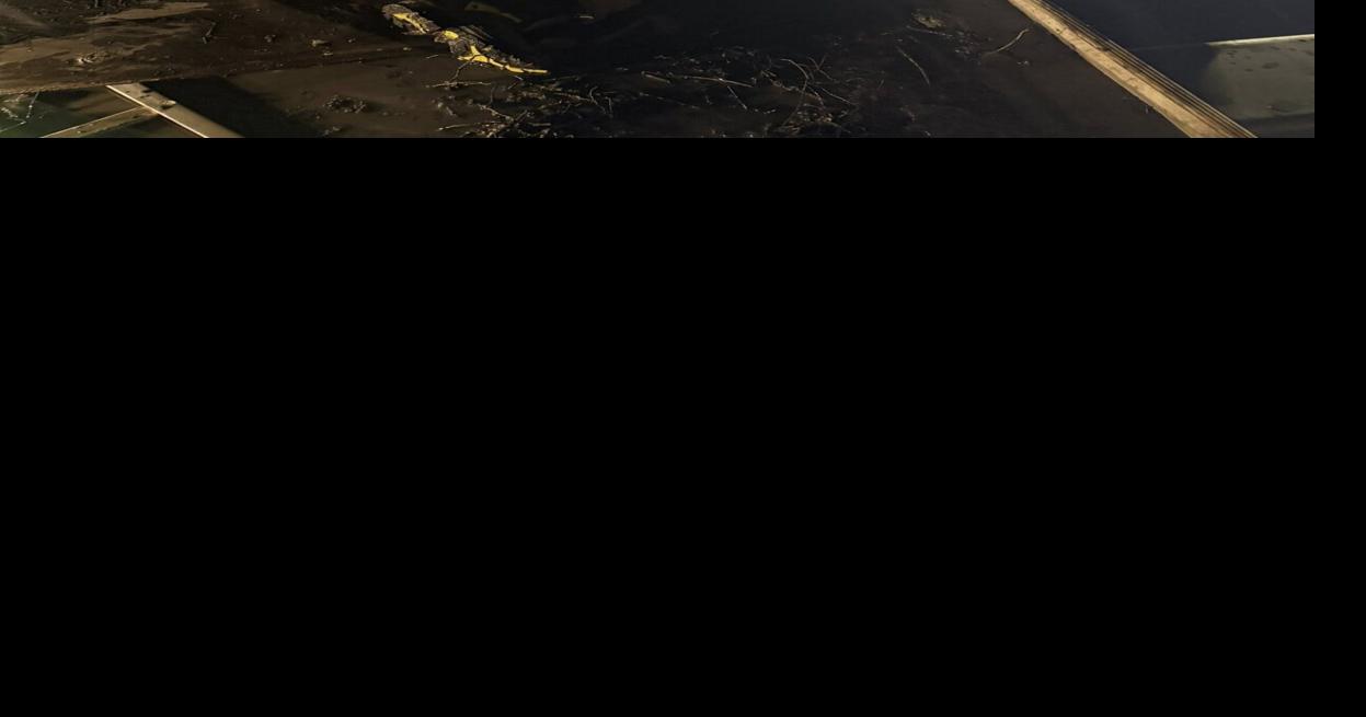 A horse, a human, and three dogs rescued from two separate central ...