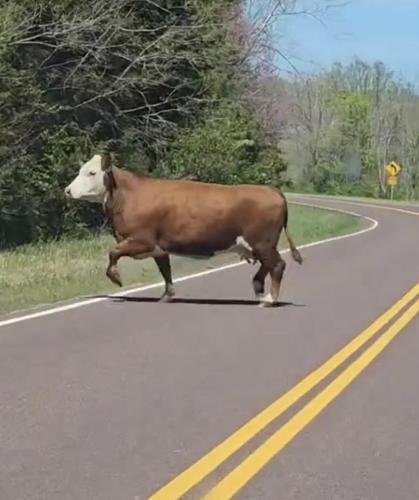 Cowboys unable to round up cow who escaped crash site in Phelps County ...