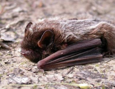 how to draw a bat out of your house