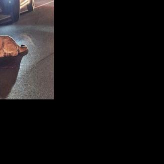 Mountain lion hit by vehicle in Franklin County | Newsroom | kjluradio.com