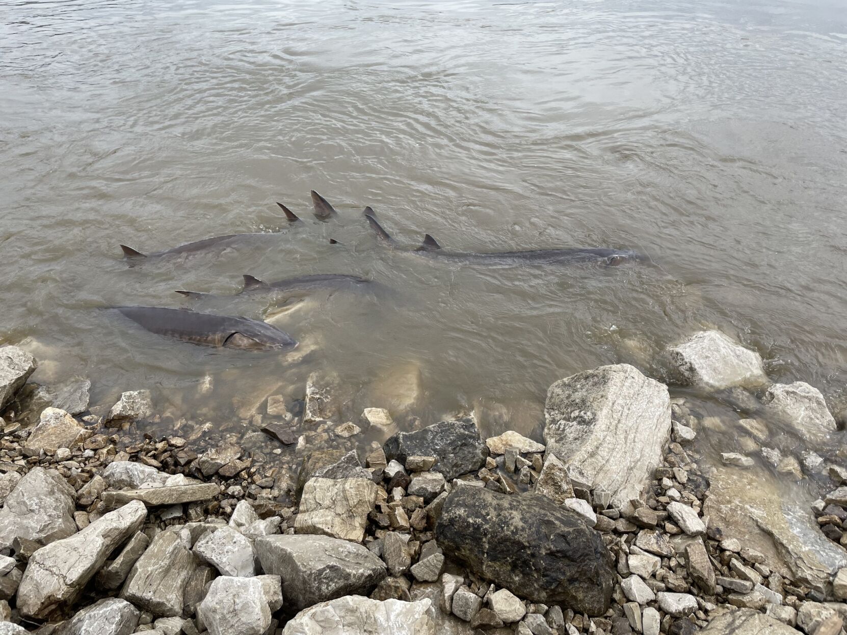 Prehistoric fish making comeback in Missouri, prompting spawning ...
