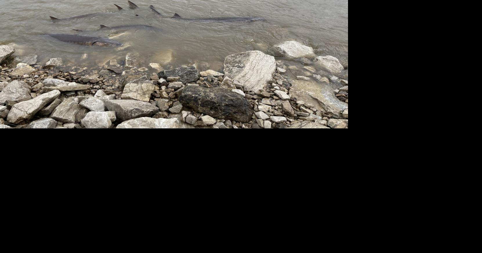 Prehistoric fish making comeback in Missouri, prompting spawning ...