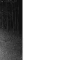 Mountain lion confirmed in Boone County | Newsroom | kjluradio.com