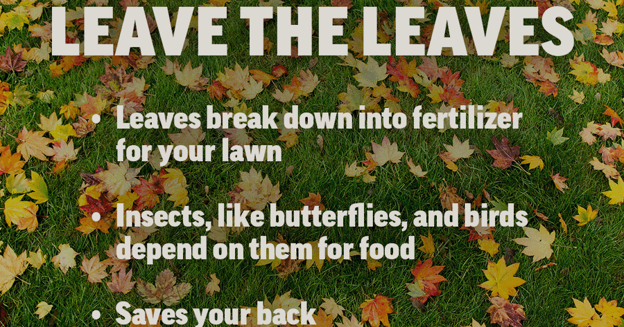 Missouri Department of Conservation says leave the leaves in your yard ...