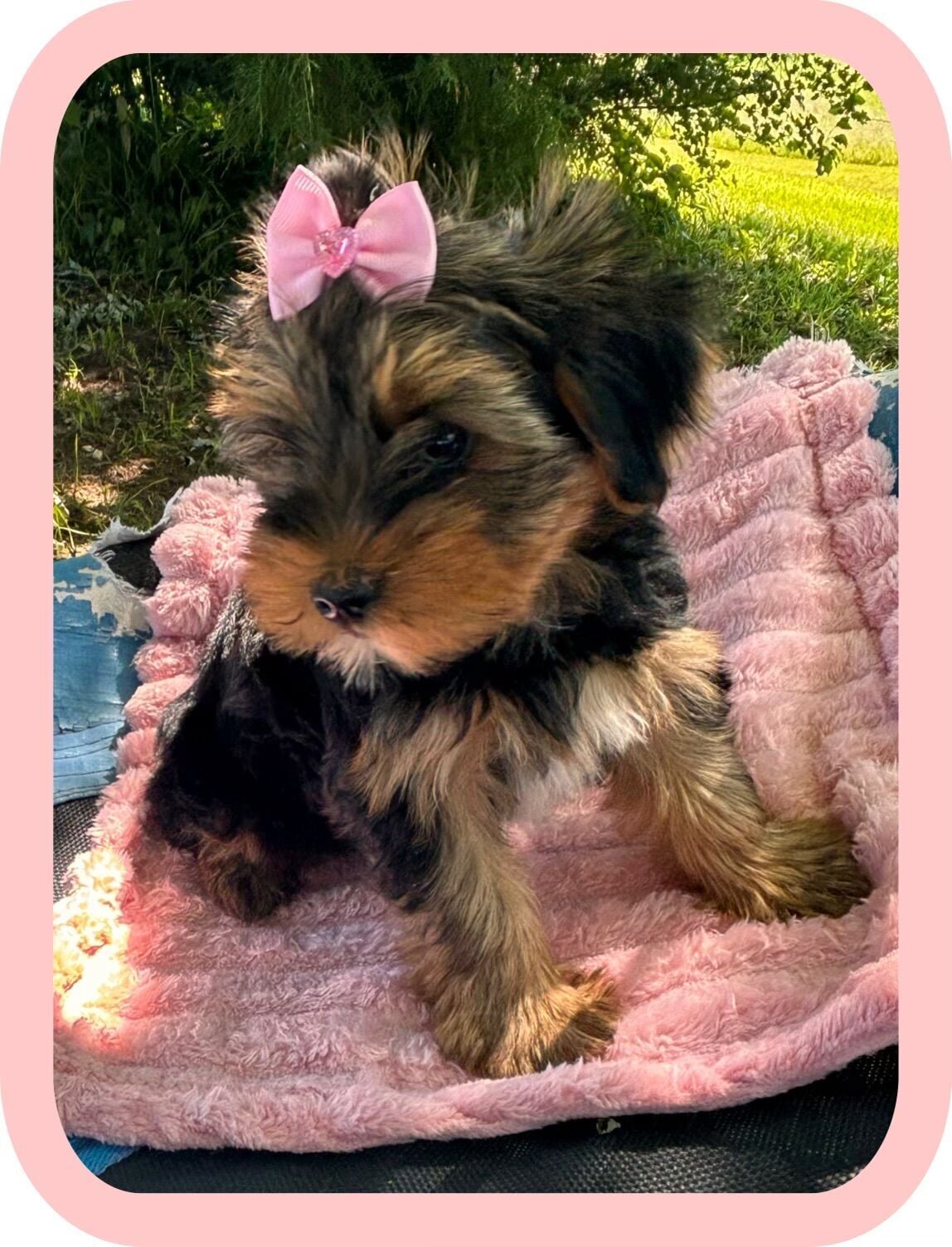 Yorkie Puppies | Animals | kmaland.com