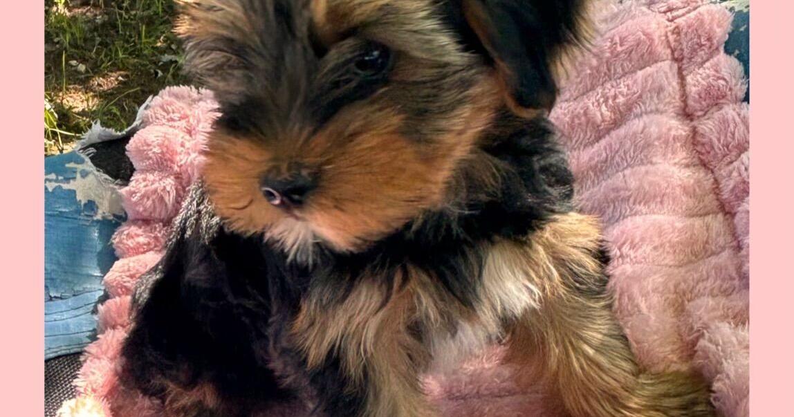 Yorkie Puppies | Animals | kmaland.com