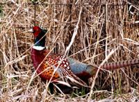 August roadside survey points to 20-year high for Iowa pheasant ...