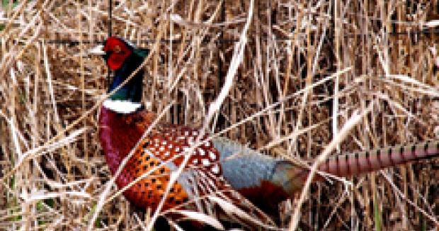 August roadside survey points to 20-year high for Iowa pheasant ...