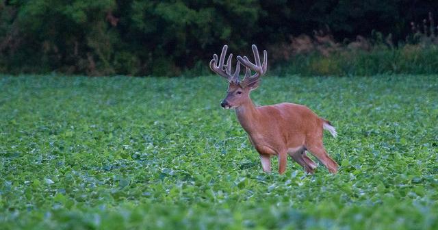 EHD outbreak killing deer in southern Iowa | News | kmaland.com