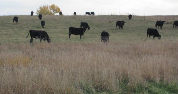Clark talks cattle, winter forage and Zilmax | AG | kmaland.com