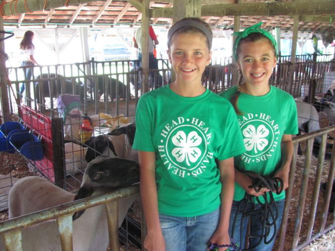 Taylor County Fair 2014-Bedford, Iowa | Gallery | kmaland.com