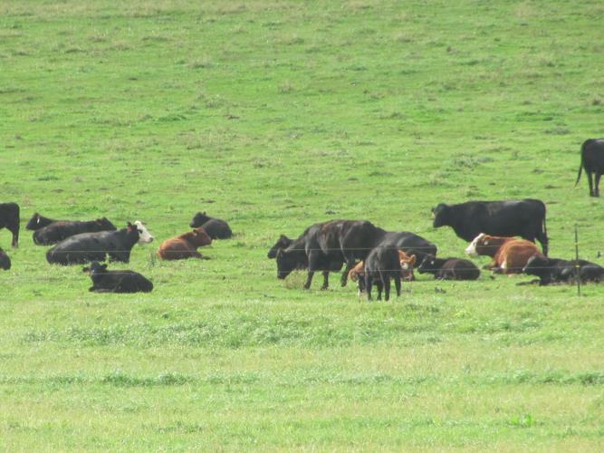 Jay Sunderman of New Market, Iowa | Gallery | kmaland.com