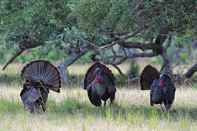 Missouri spring turkey season outlook | News | kmaland.com
