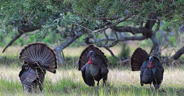 Iowa Spring Turkey season wraps up 47th year | News | kmaland.com