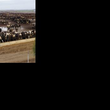 Iowa Cattlemen Coming Together to Build Up Their Industry | AG ...