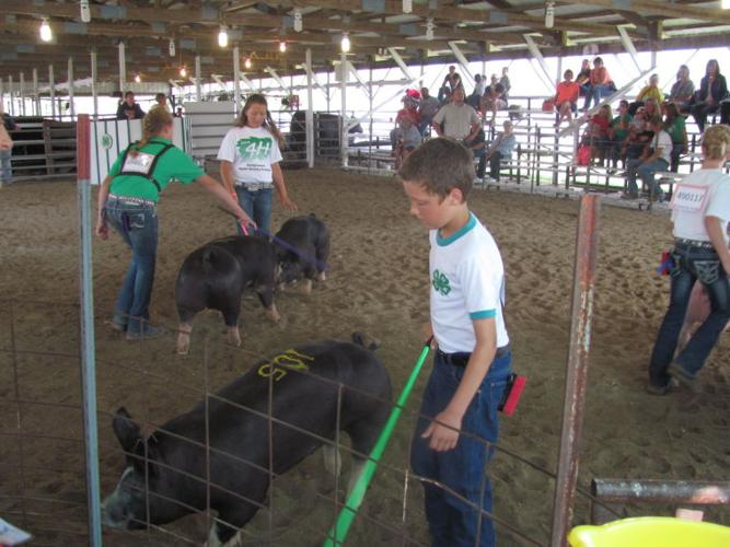 Taylor County Fair 2014-Bedford, Iowa | Gallery | kmaland.com