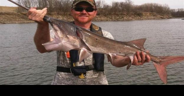 Paddlefish licenses on sale for season starting in February | News ...