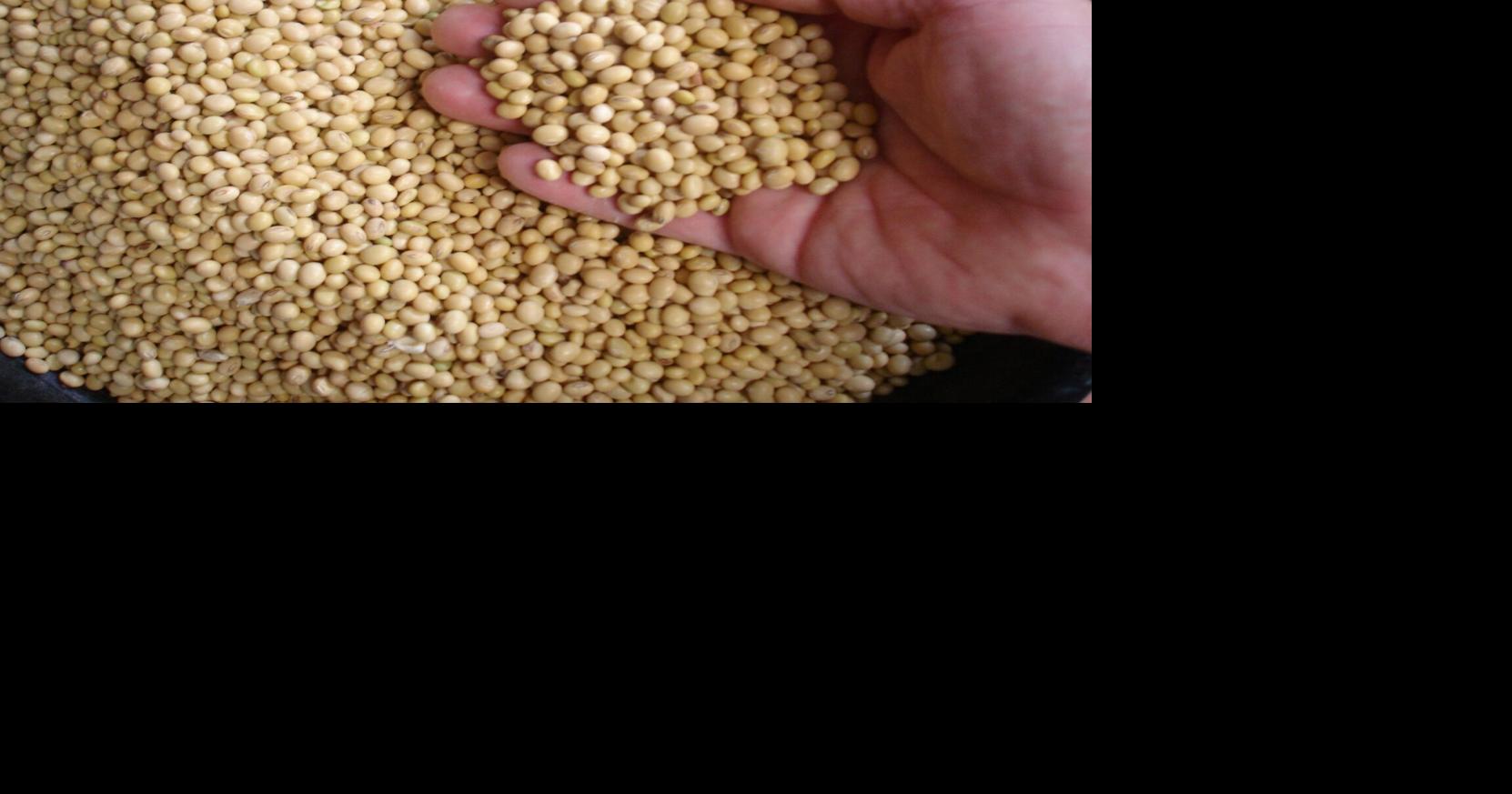 Despite Slow Start, Big Soybean Crop Coming in Brazil | AG | kmaland.com