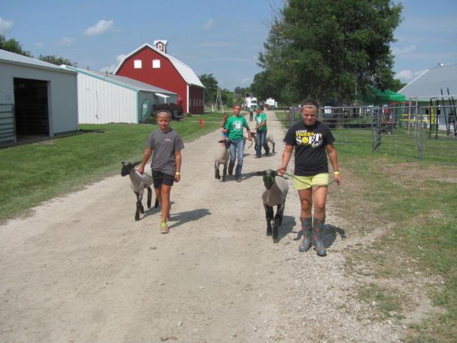 Taylor County Fair 2014-Bedford, Iowa | Gallery | kmaland.com