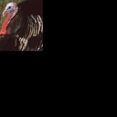 Iowa's Wild Turkeys: A Success Story for Endangered Species | News ...