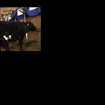 Ethan Graber - Iowa Governor's Charity Steer Show Exhibitor | | kmaland.com